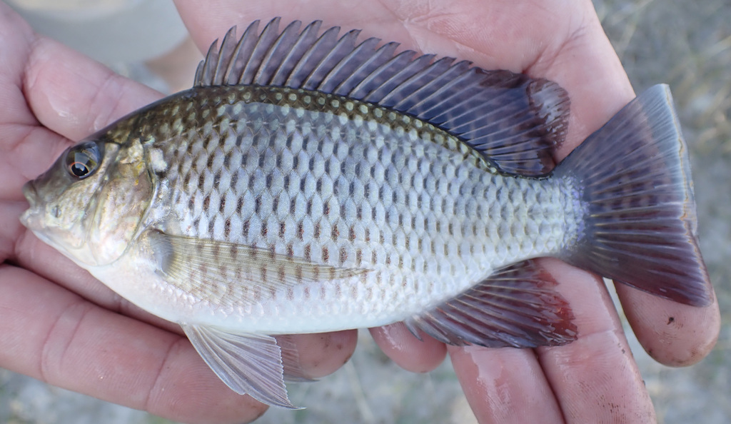 Longfin Tilapia (Oreochromis macrochir) - Marine Life Identification
