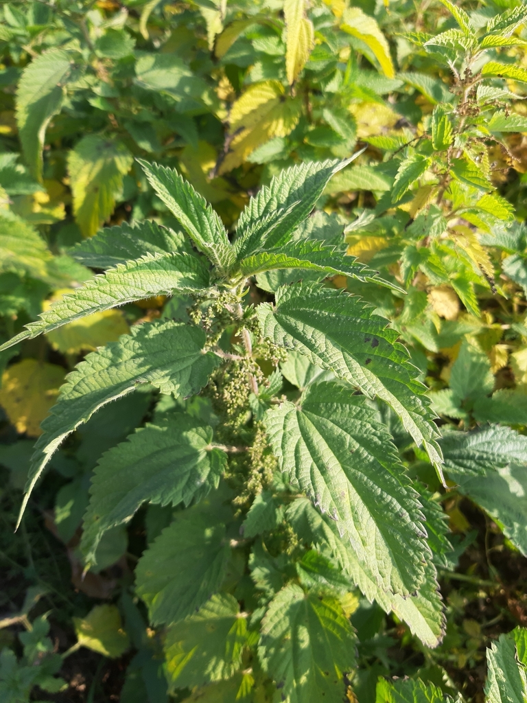 Fen Nettle from Svatove, Luhansk Oblast, Ukraine, 92601 on October 22 ...