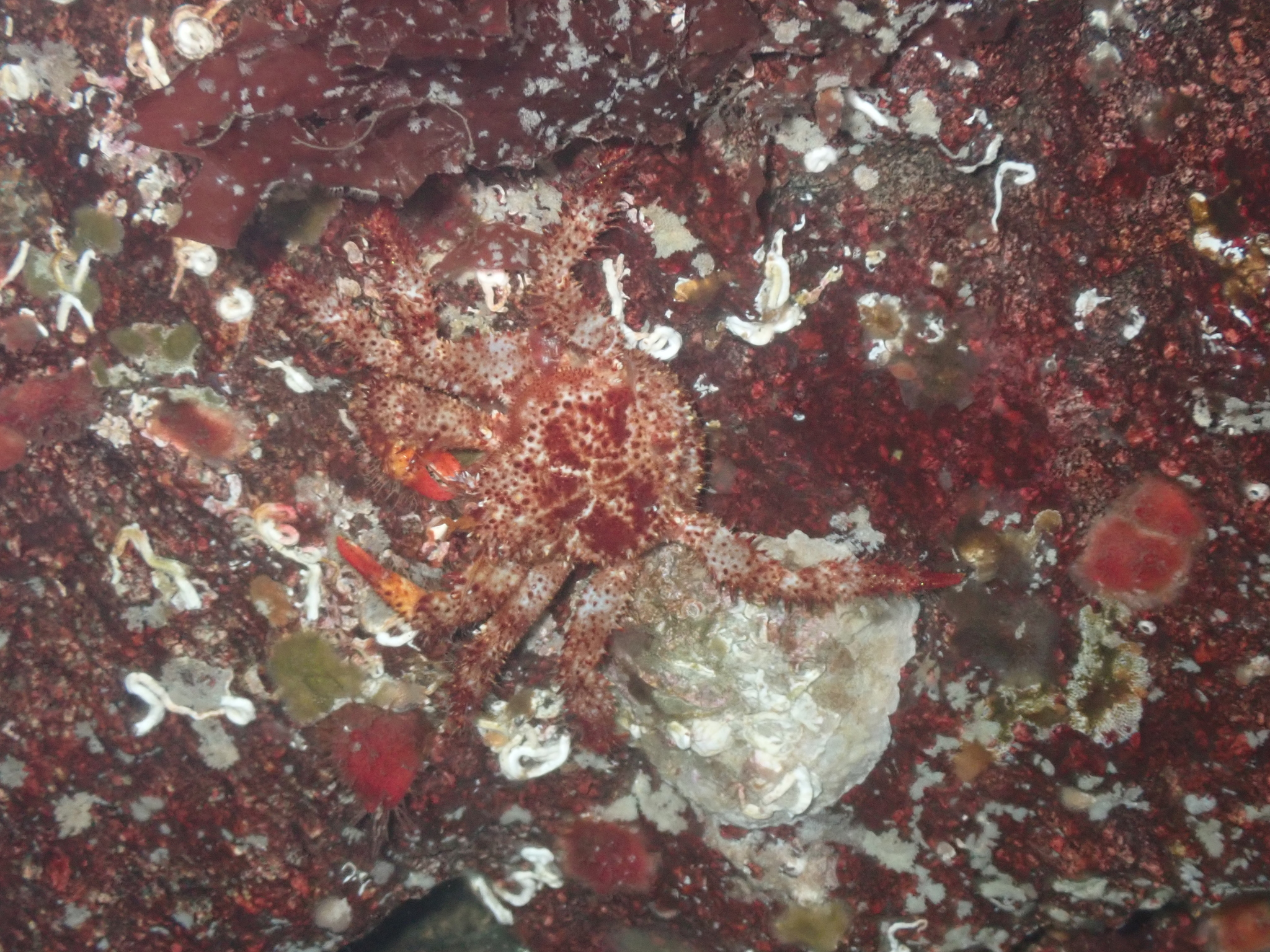 Acantholithodes hispidus (Stimpson, 1860)