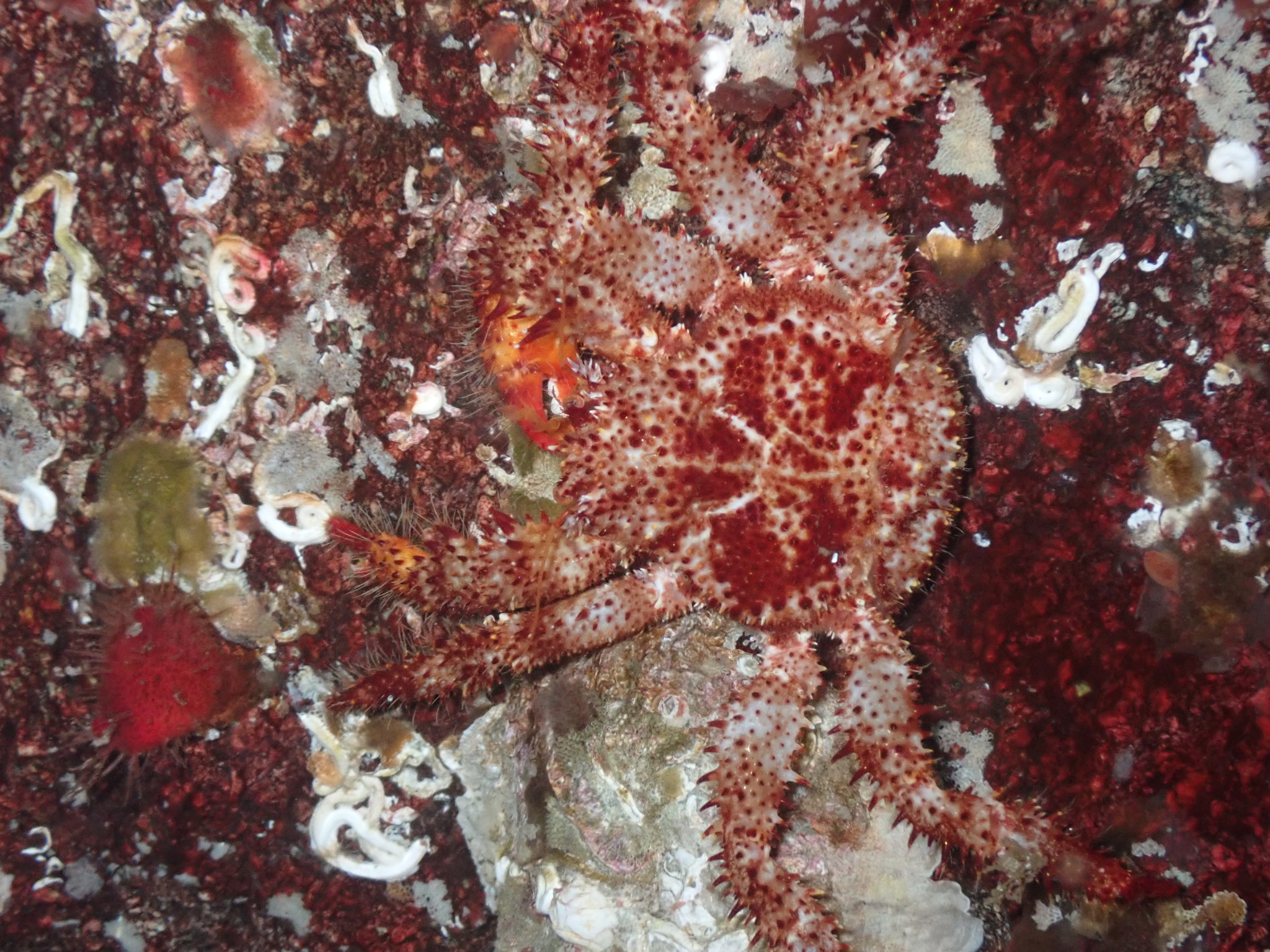 Acantholithodes hispidus (Stimpson, 1860)