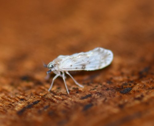 Patara guttata · iNaturalist