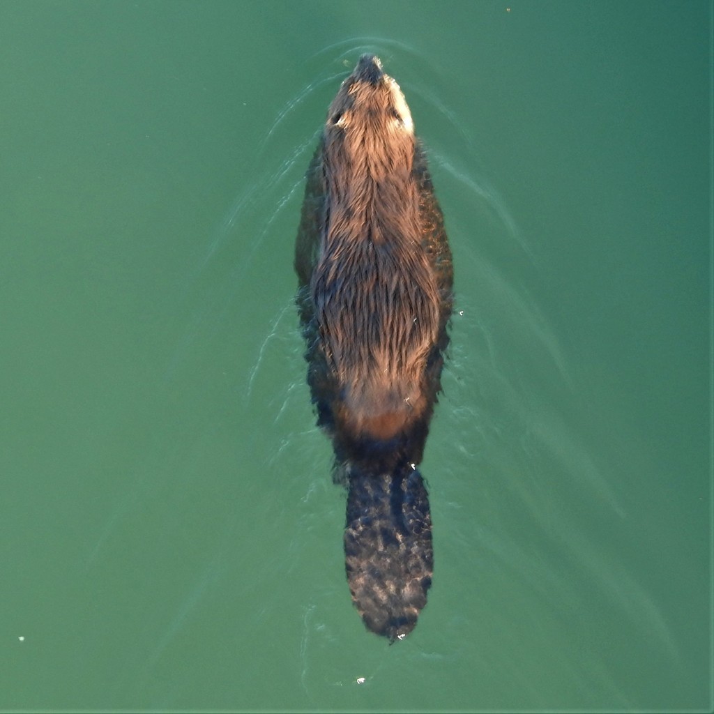 Beavers (Castoridae) - Know Your Mammals
