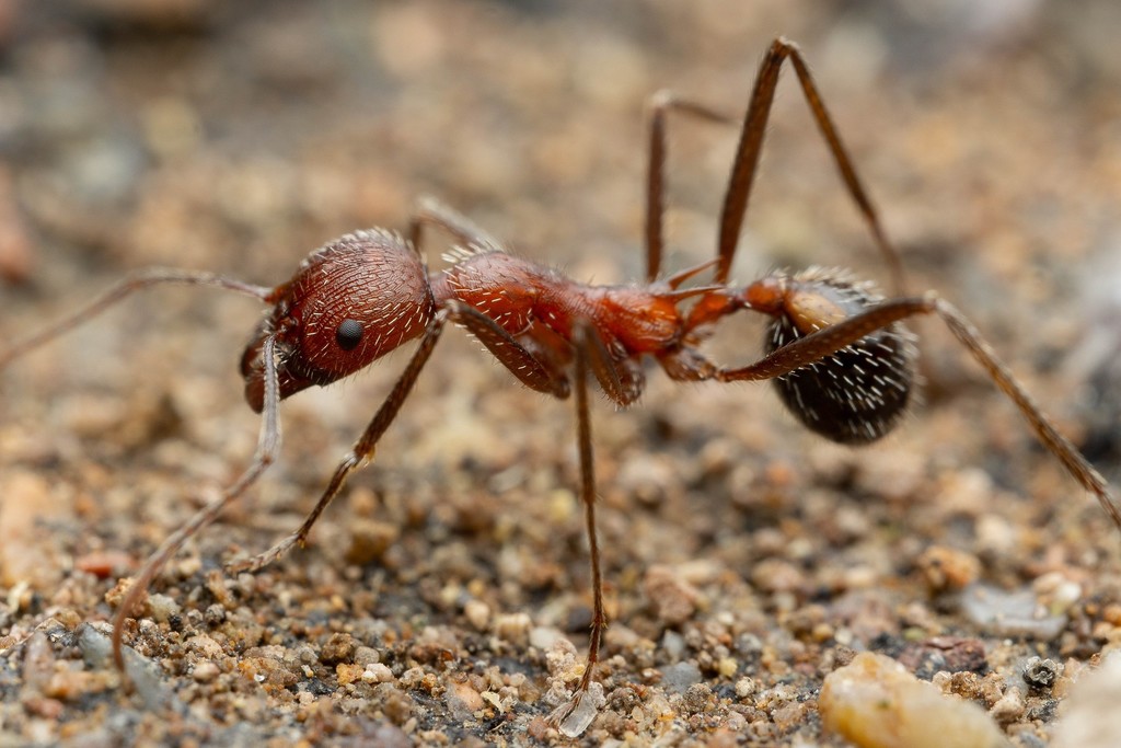 Novomessor albisetosus (Himenóptera en Cosalá) · iNaturalist Mexico