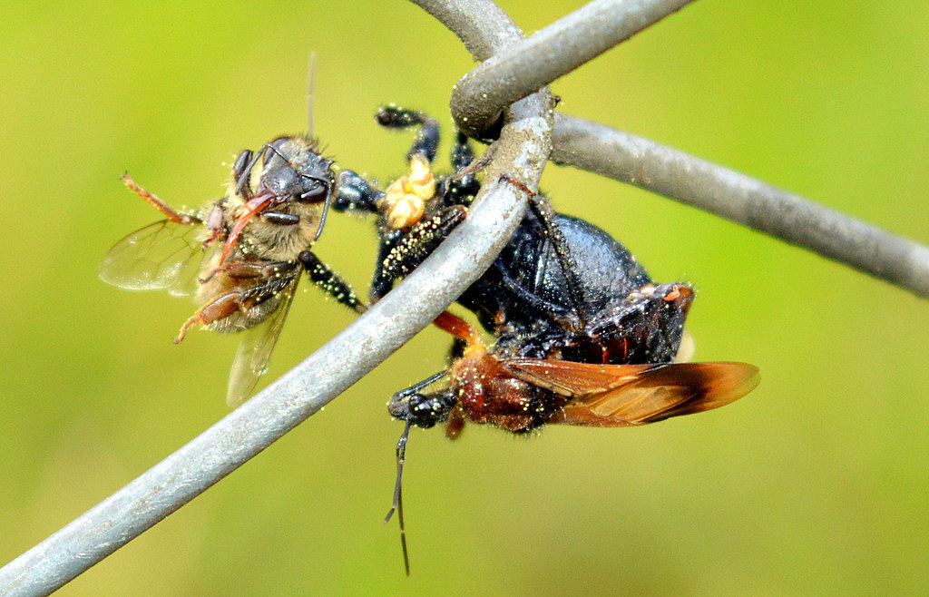 Bee Assassins from Jardim Barbacena, Cotia - SP, Brasil on November 30 ...