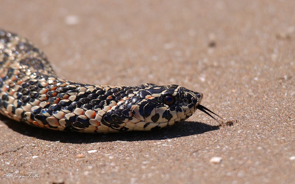 South American Hognose Snake from Tapera de Lopez, Gral. Lavalle on ...