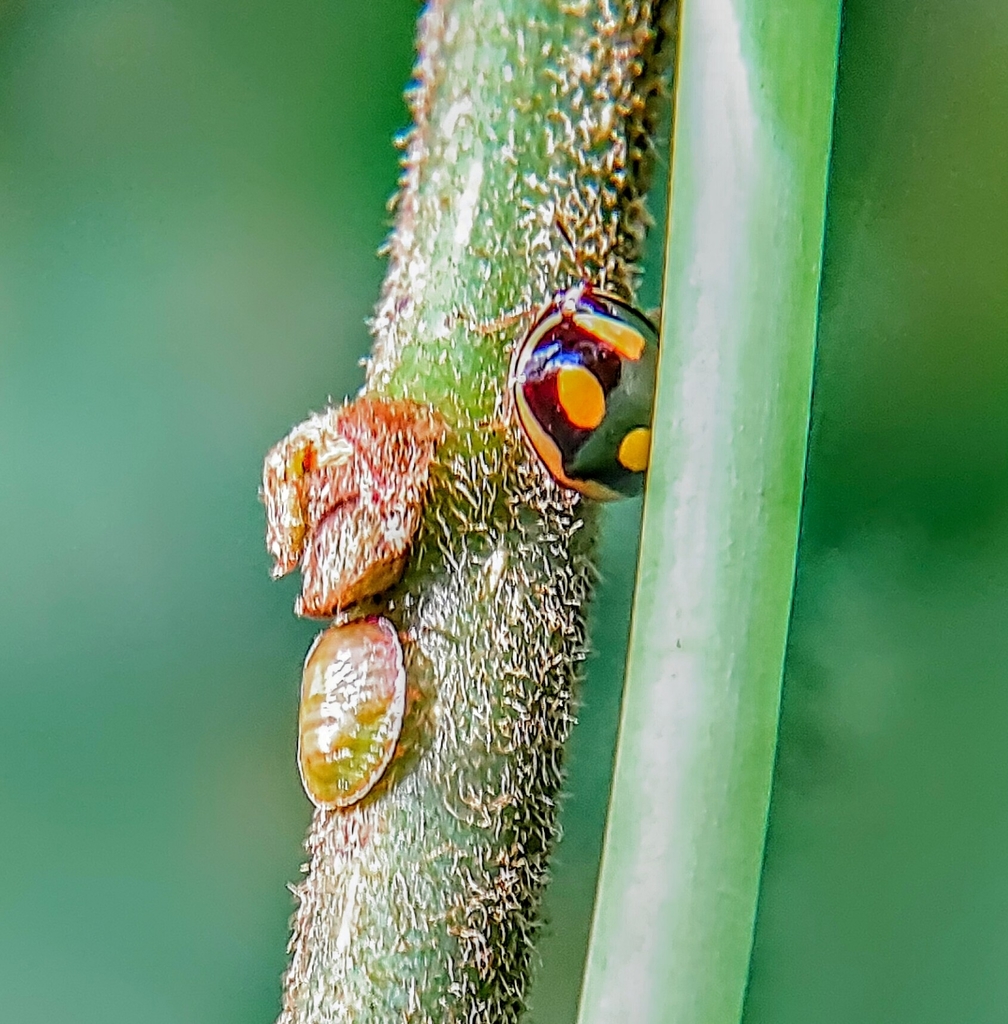 Plataspidae from Windsor Nature Park on October 29, 2021 at 12:37 PM by ...