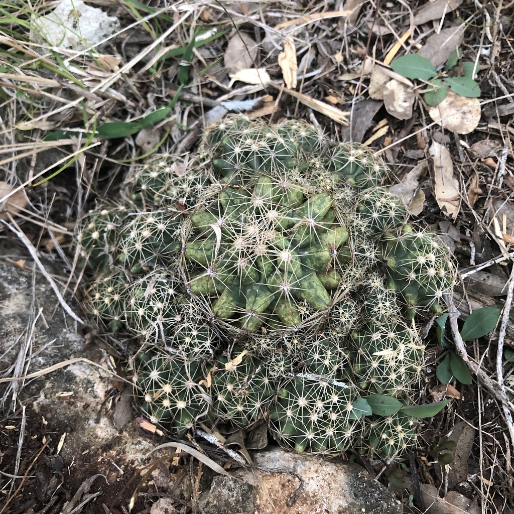 Grooved nipple cactus from Lime Creek Rd, Leander, TX, US on October 30 ...