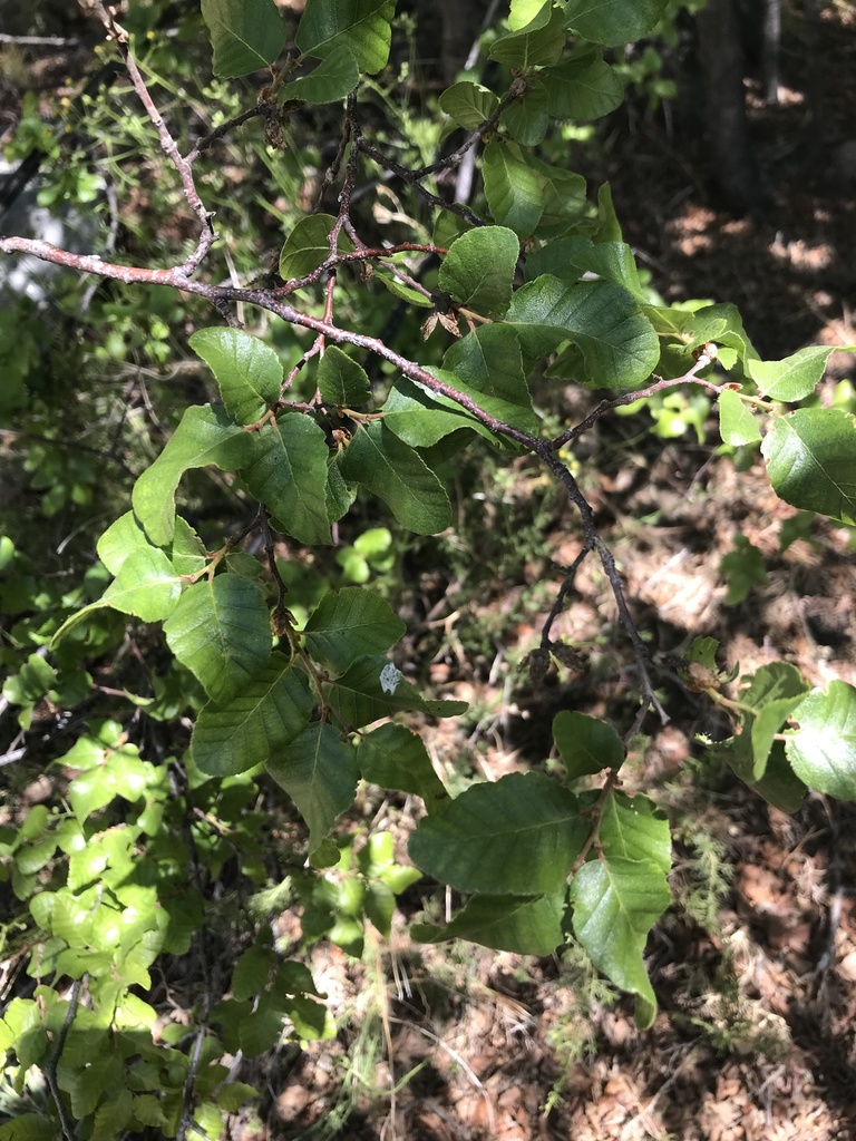 Santiago's Oak (Nothofagus macrocarpa) - Botanical Realm