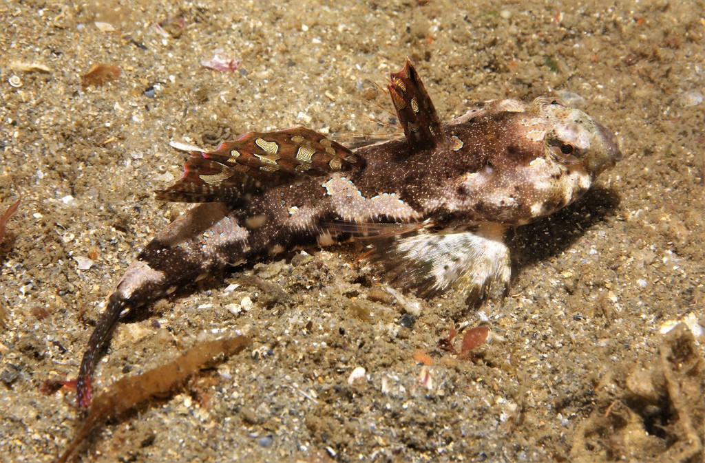 Painted Stinkfish (Fishes of Chowder Bay, Sydney, Australia) · iNaturalist