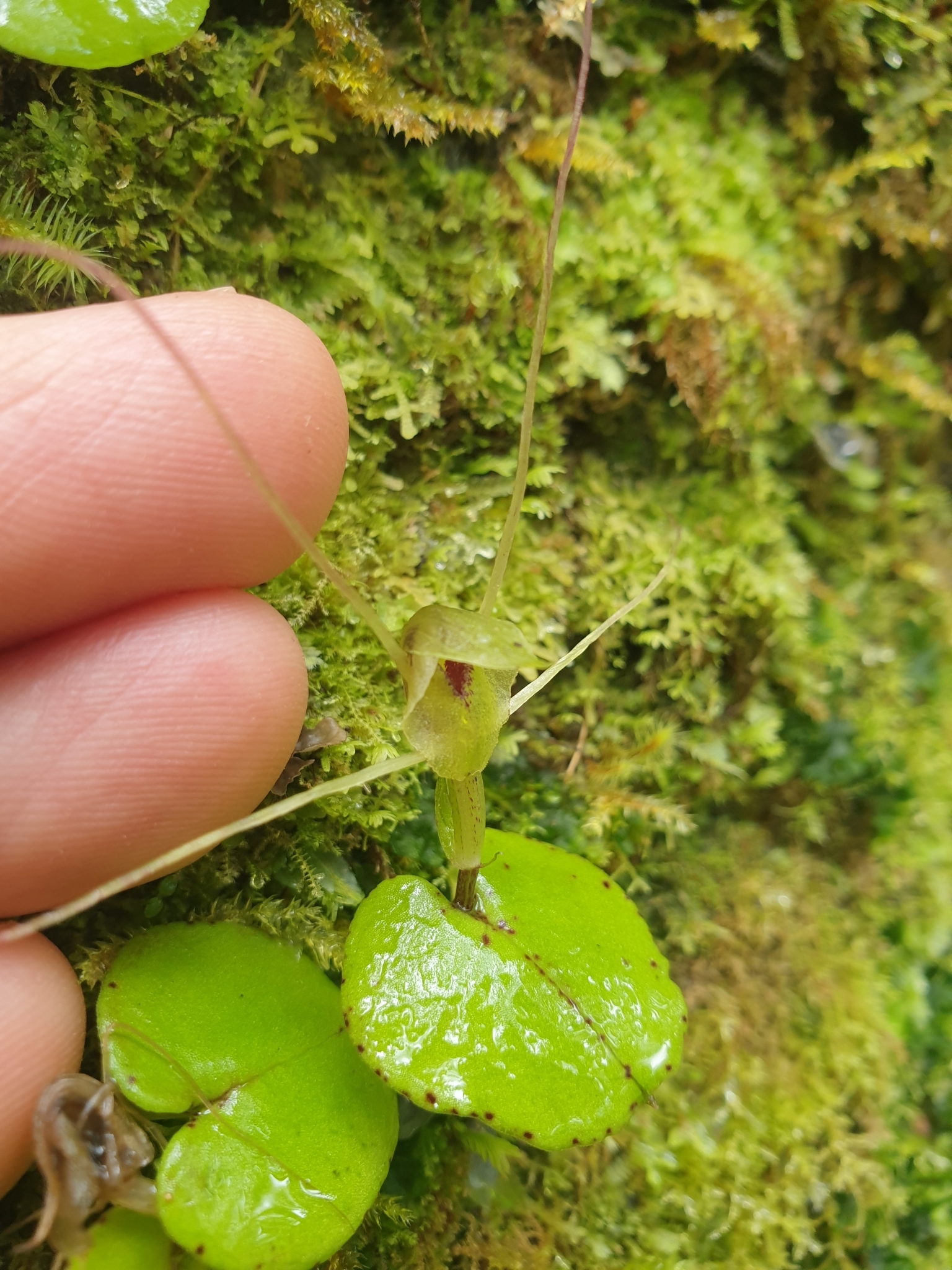 Corybas papa Molloy & Irwin