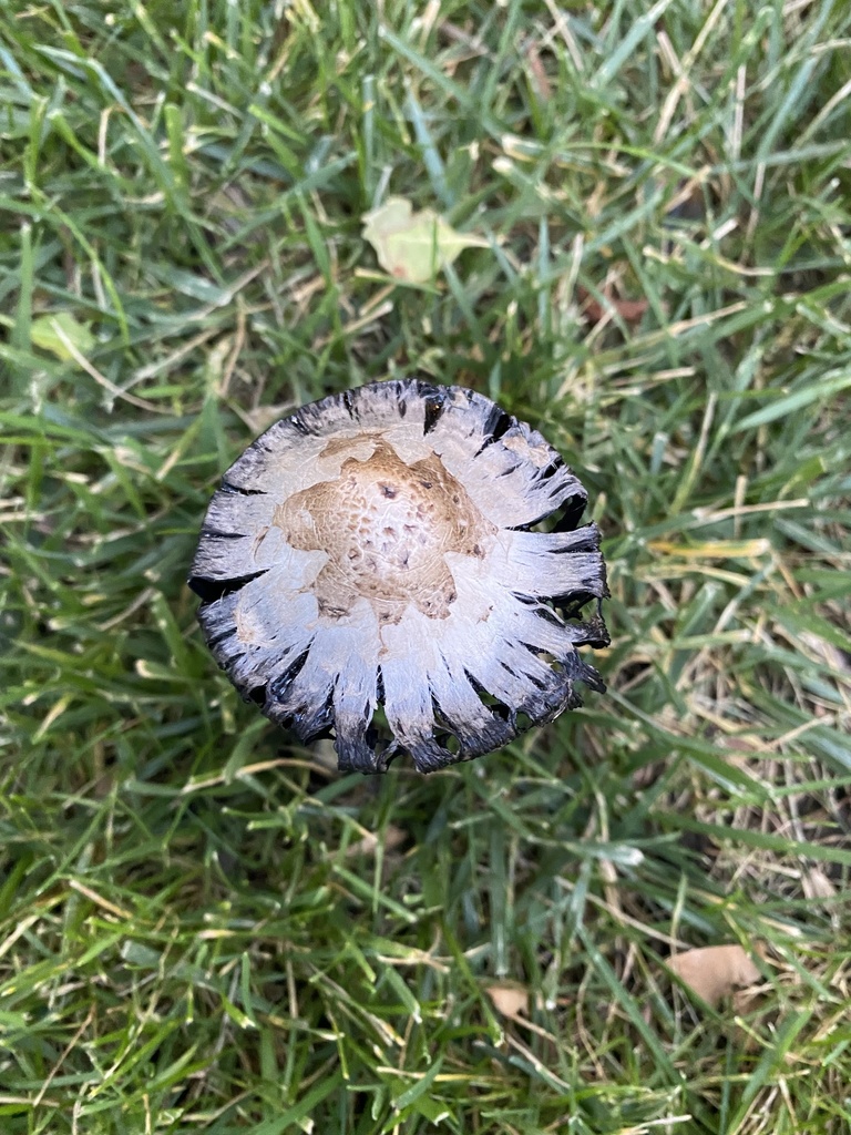 Coprinaceae in October 2021 by horned_dynastid · iNaturalist