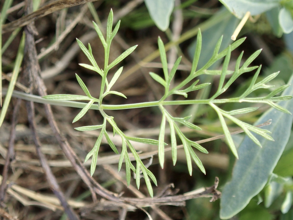 Marsh parsley from Orange, California, United States on October 30 ...