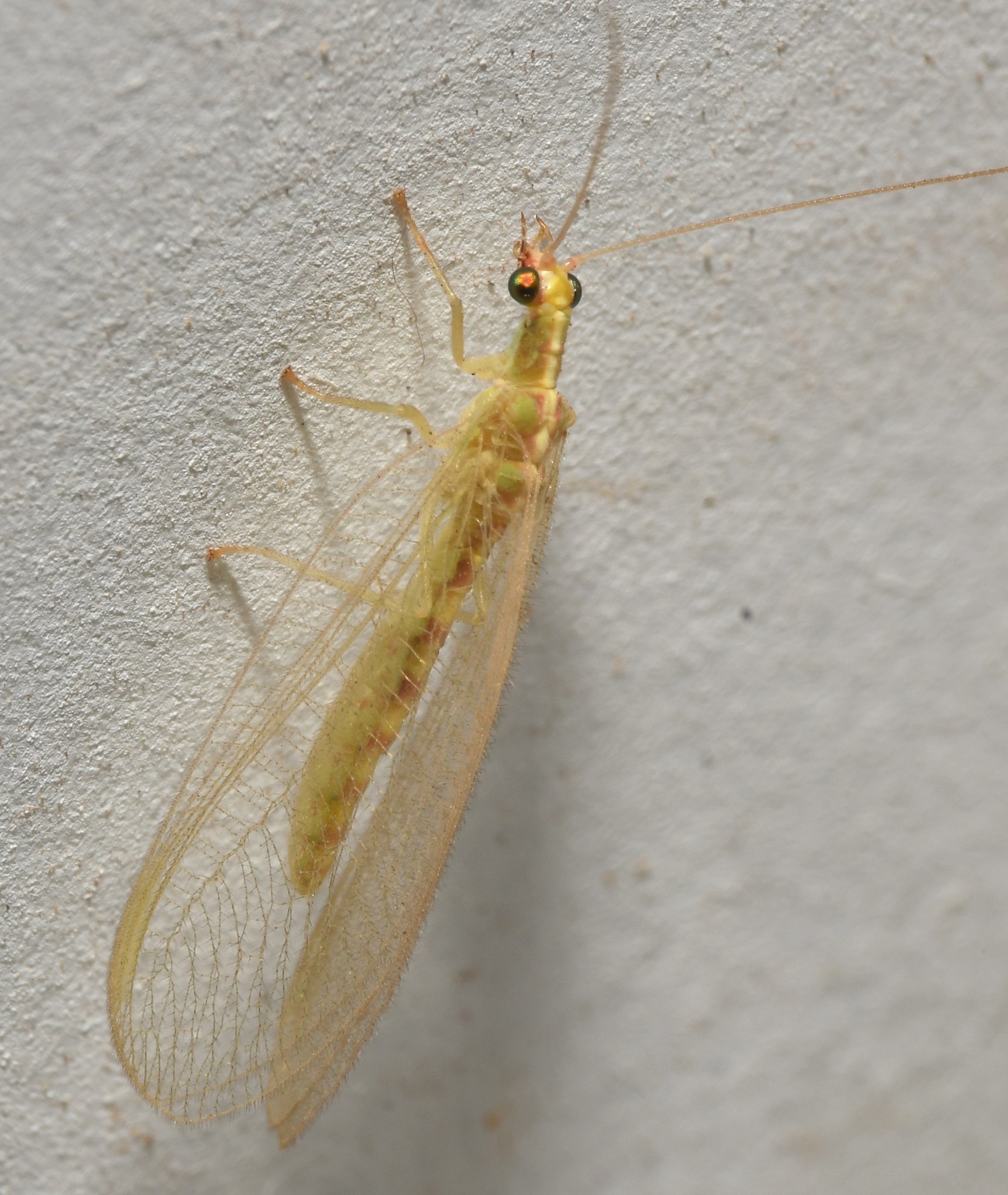 Chrysoperla plorabunda (Fitch, 1855)