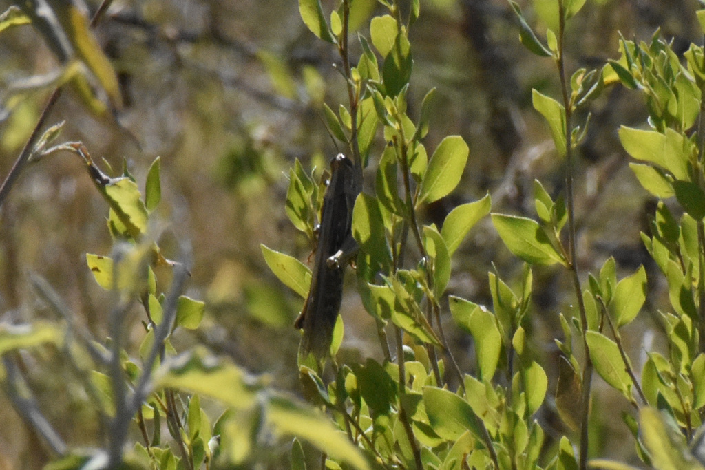 Central American Locust from Julimes, Chih., México on October 30, 2021 ...