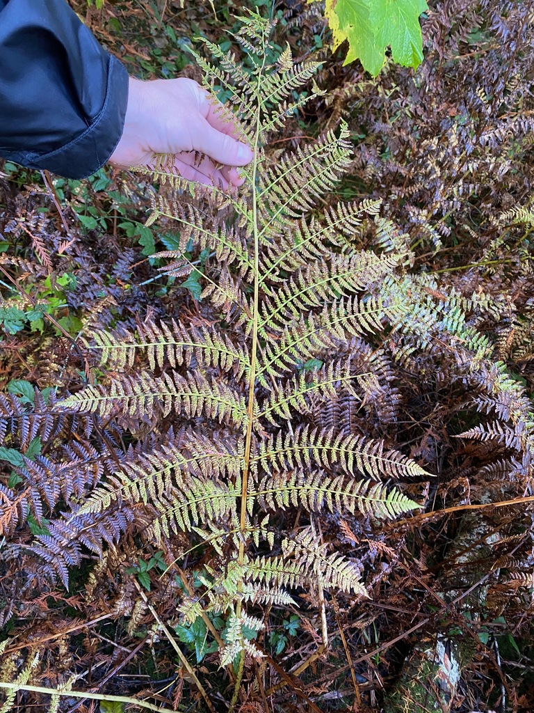lady fern from Little Qualicum Falls, Nanaimo, British Columbia, Canada ...