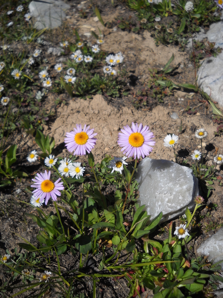 Subalpine Fleabane from Carbon County, WY, USA on September 5, 2010 at ...