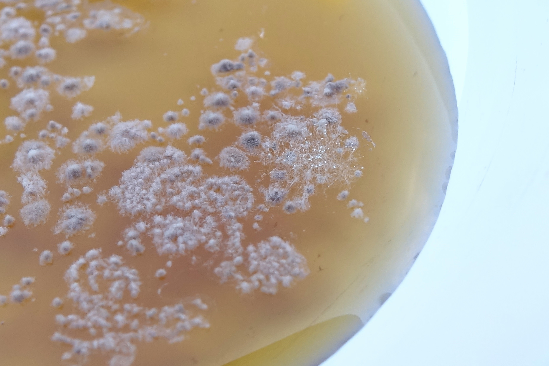 Wallemia sebi (Fr.) Arx