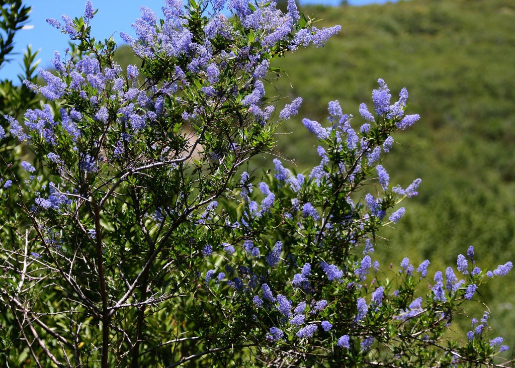 Deer brush (Los Penasquitos Canyon Preserve Plant Guide) · iNaturalist