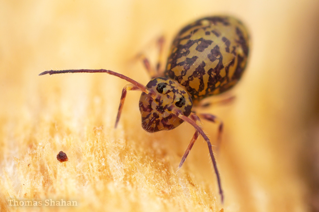 Dicyrtomidae in October 2021 by Thomas Shahan · iNaturalist