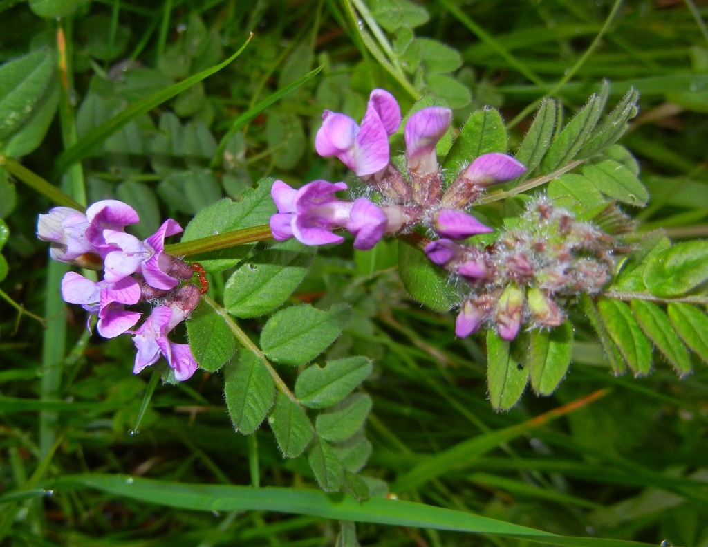 Bush Vetch (Vicia sepium) - Botanical Realm