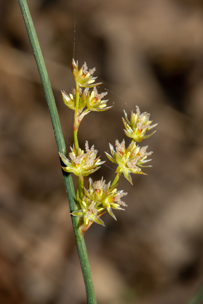 Loose-flowered Rush from Belair SA 5052, Australia on October 31, 2021 ...