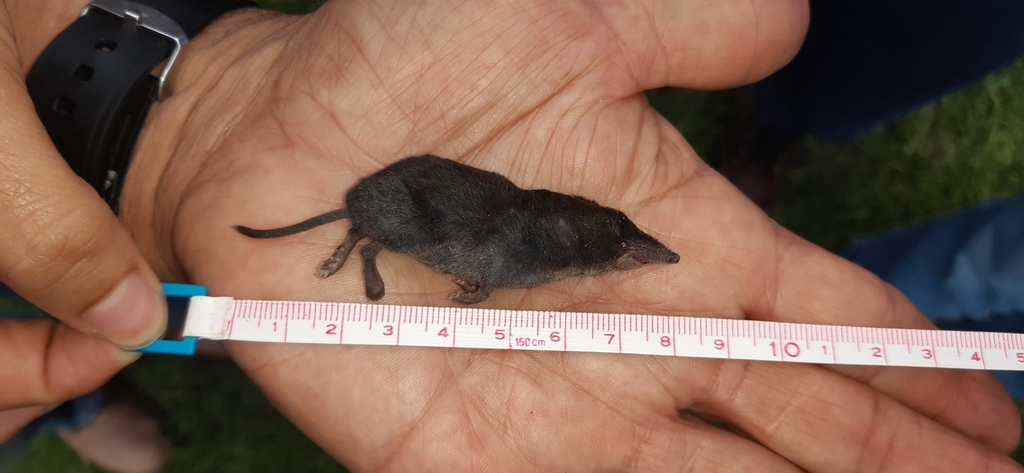 Honduran Small-eared Shrew from San Antonio de Oriente, Honduras on ...