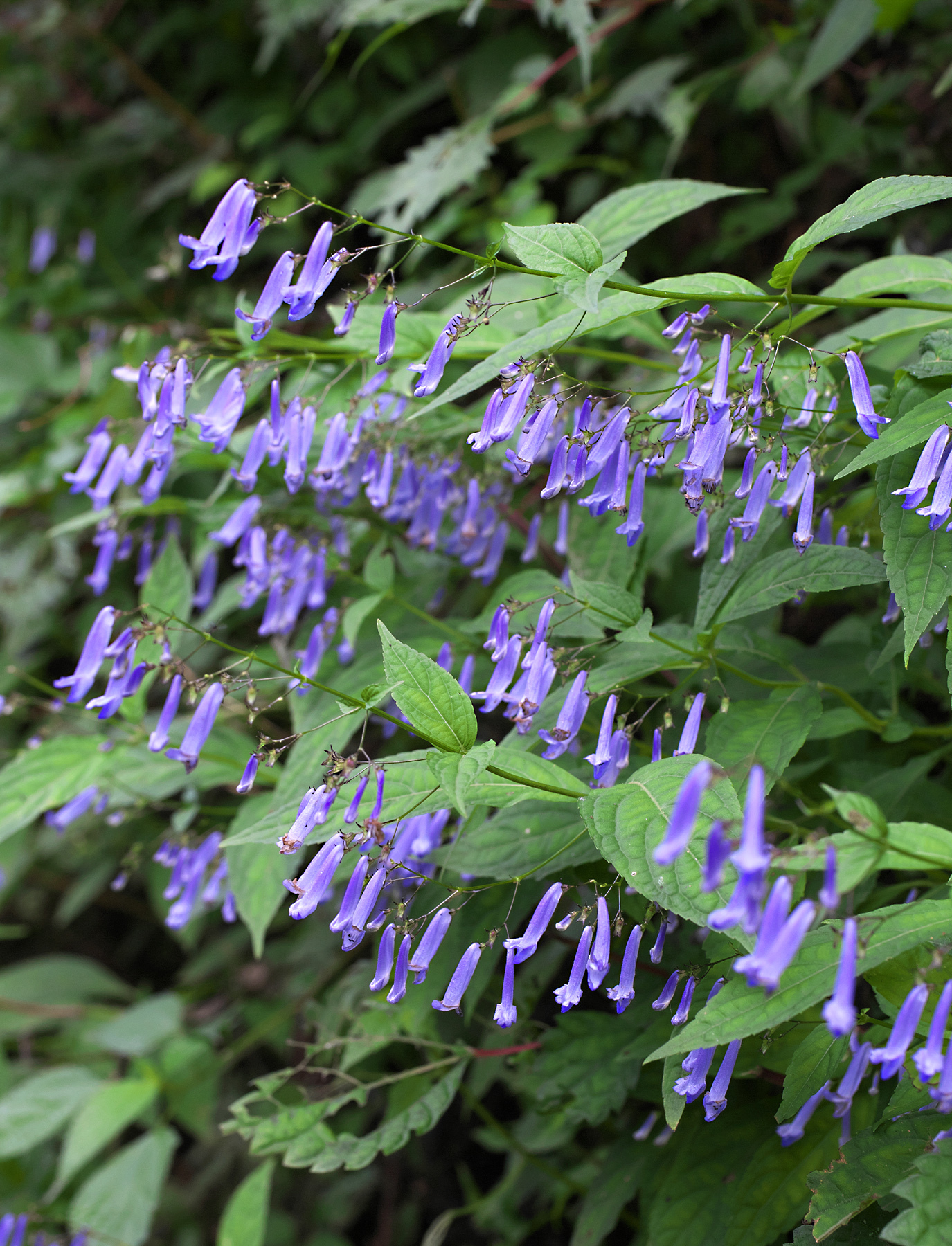 Isodon effusus (Maxim.) H.Hara