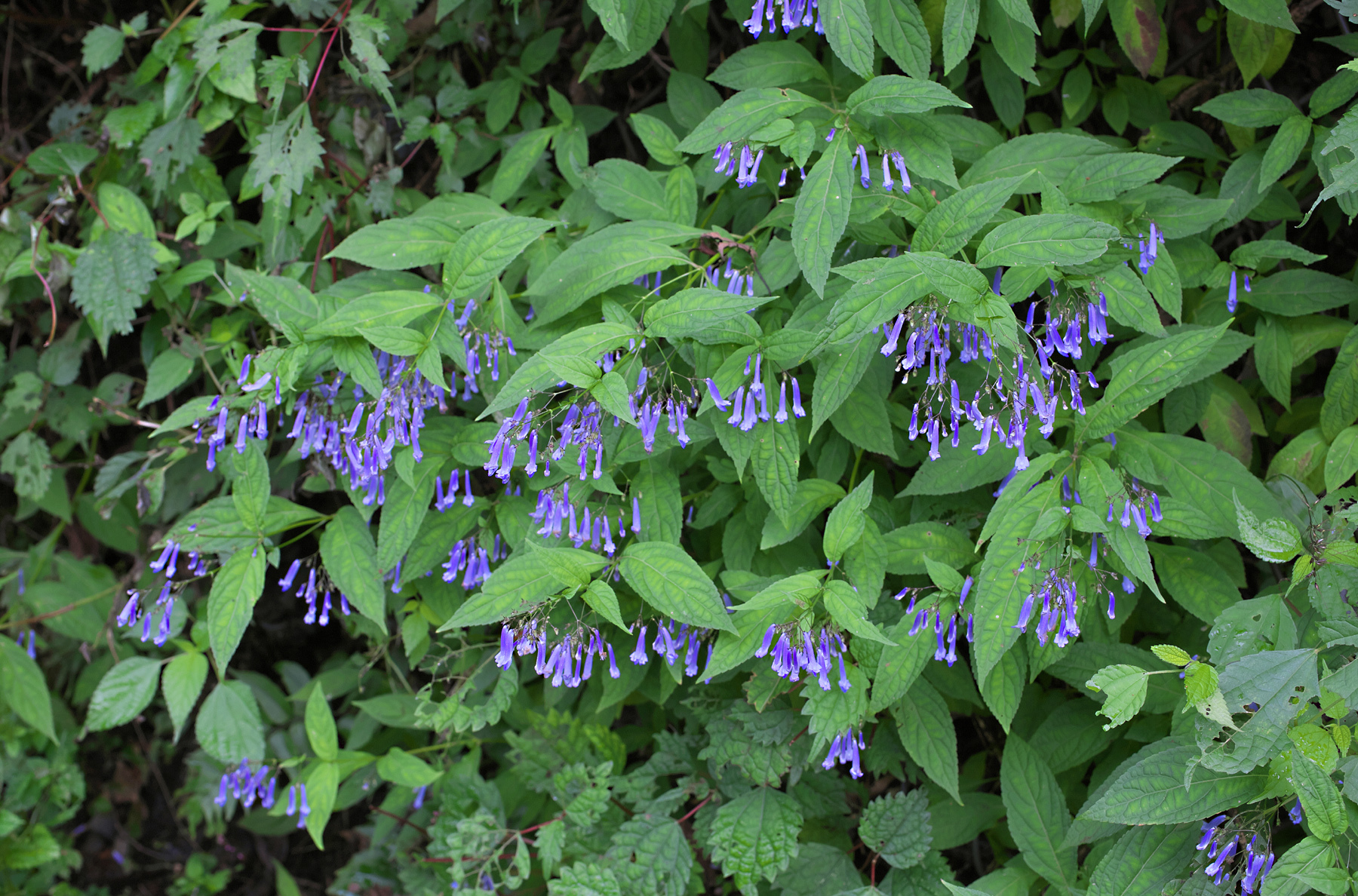 Isodon effusus (Maxim.) H.Hara
