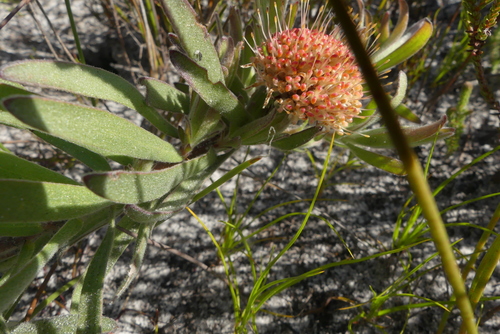 White Buxy Pinchusion hybrid (Hybrid Leucospermum pedunculatum × ...
