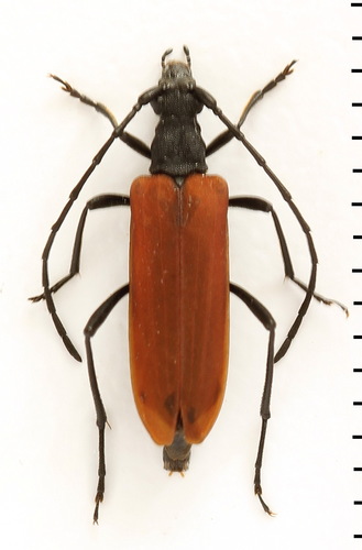 Genus Nivellia · iNaturalist