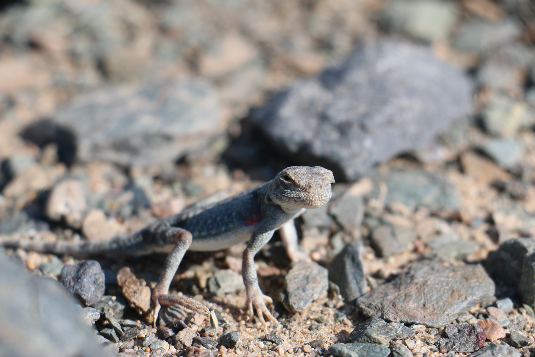 Phrynocephalus versicolor Strauch, 1876