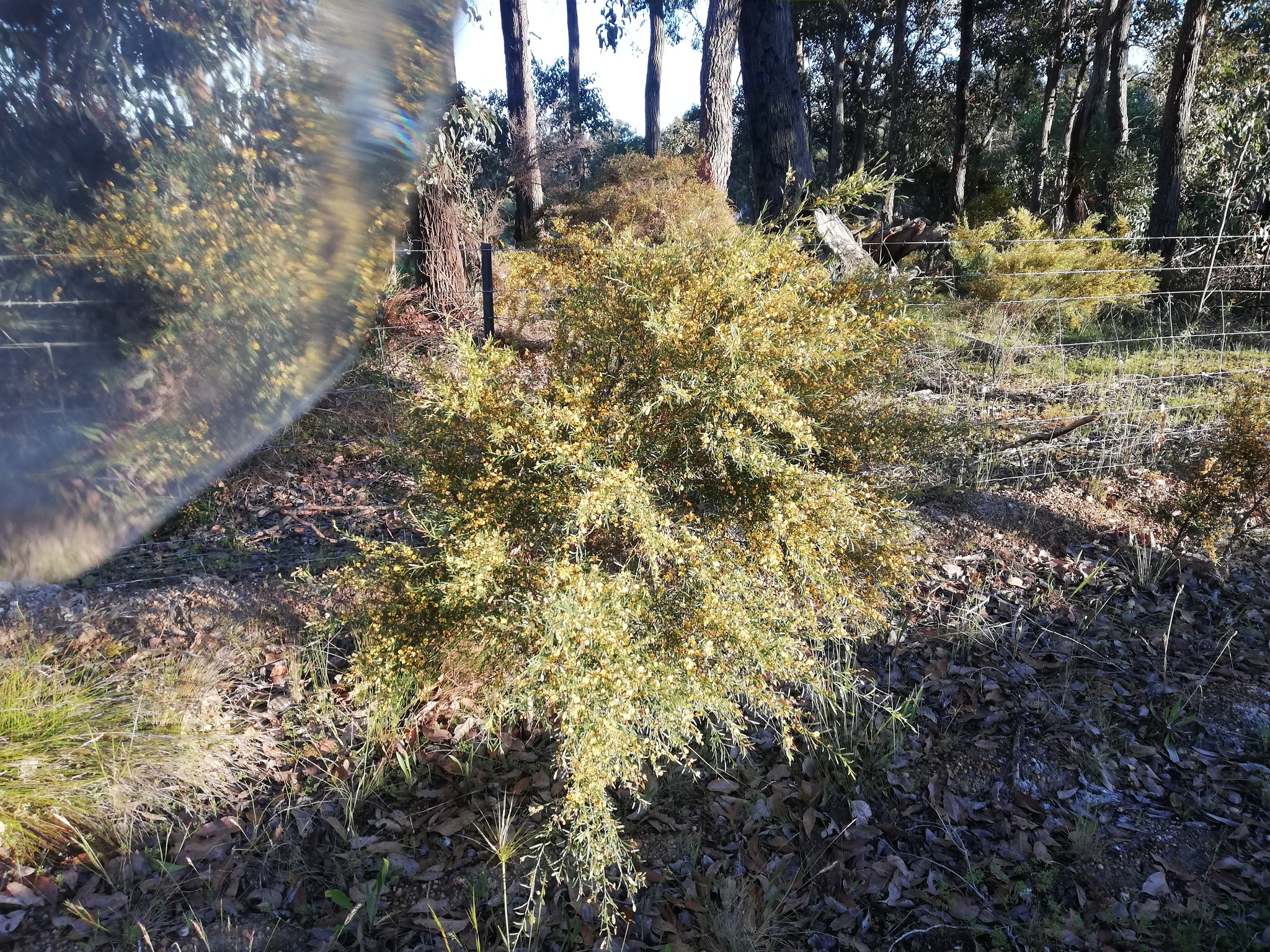 Bossiaea linophylla R.Br.
