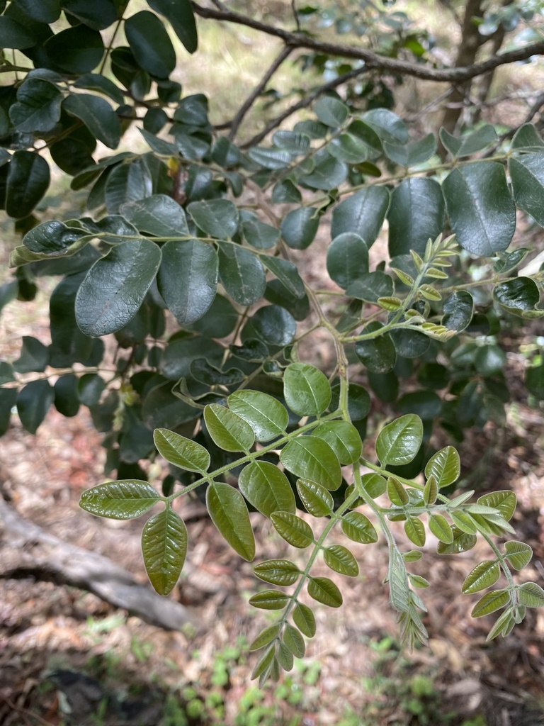 Velvet Bean-Tree from Burnett Creek, QLD, AU on October 31, 2021 at 09: ...