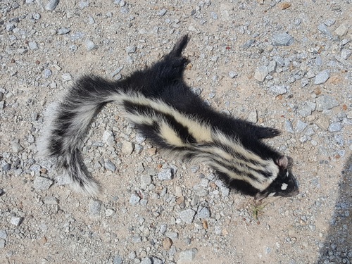 Cape Zorilla (Subspecies Ictonyx striatus shortridgei) · iNaturalist ...
