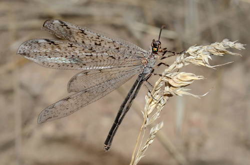 Euroleon parvus · iNaturalist