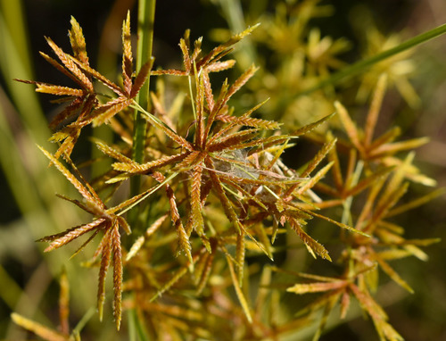 Cyperus dactylotes · iNaturalist Ecuador