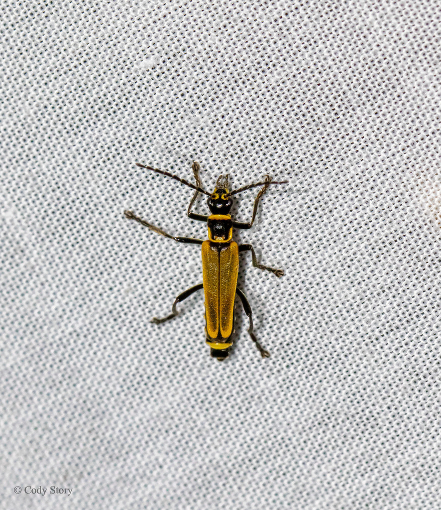 Chauliognathus in October 2021 by codystory · iNaturalist