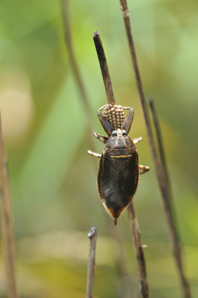 Asian Giant Water Bug in May 2012 by Weiting Liu · iNaturalist