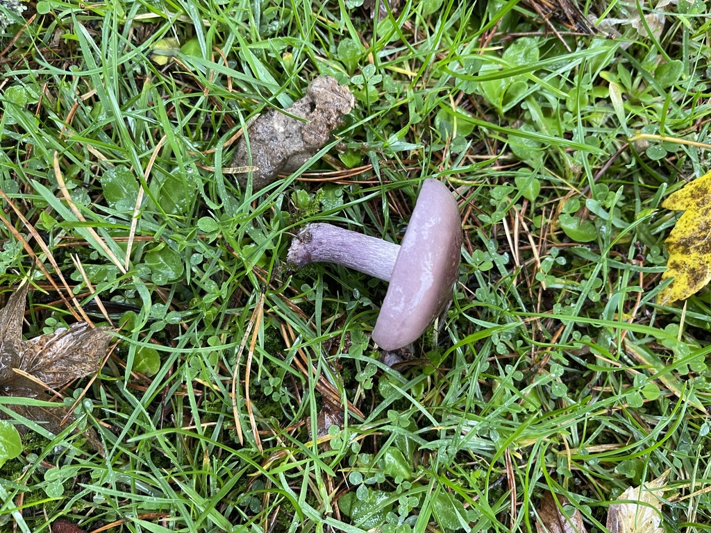 Blewit from Kings Cross Health & Community Care Centre, Dundee ...