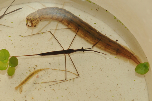 Ranatra incisa · iNaturalist