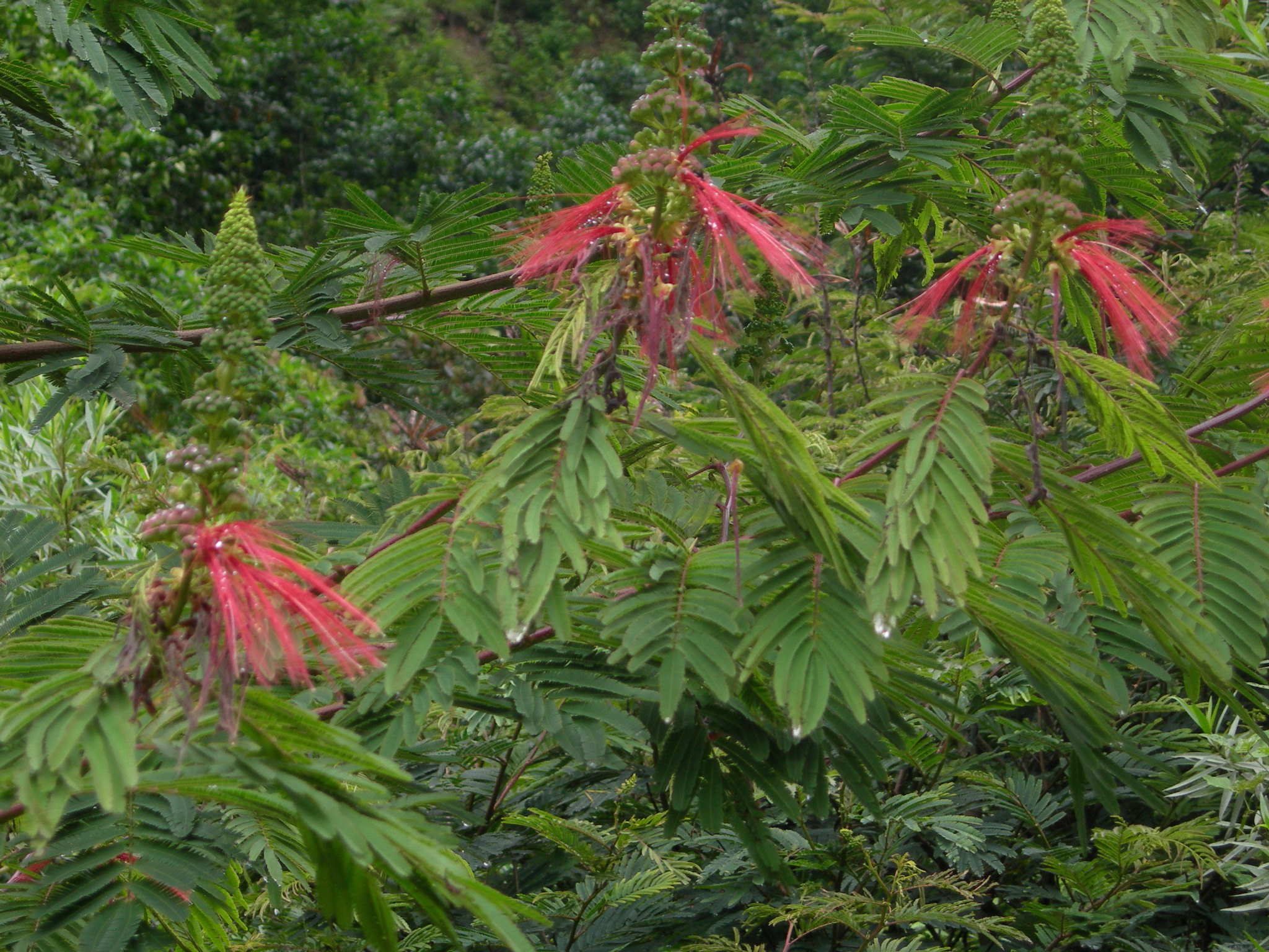 Calliandra Houstoniana