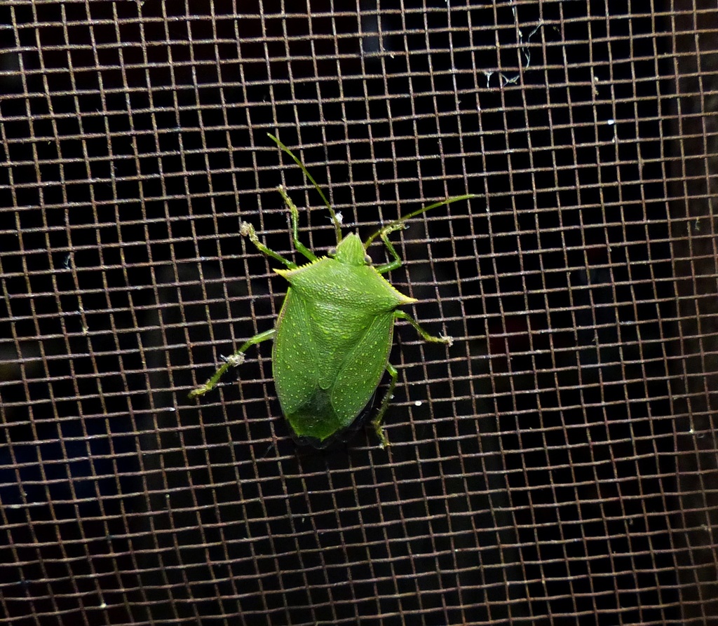 Loxa from Parque Nacional Chaco, Argentina on October 11, 2021 at 12:14 ...