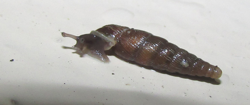 Euxina circumdata · iNaturalist