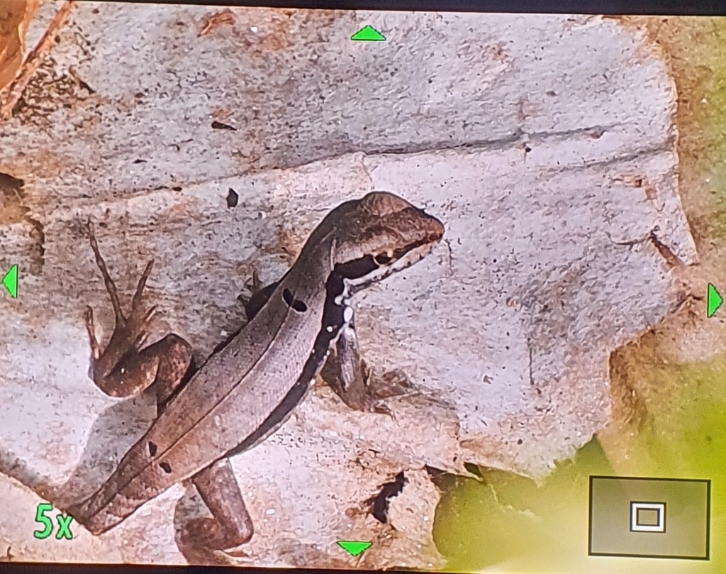 Monte Verde Curlytail Lizard from Jesús Menéndez, CU-LT, CU on October ...