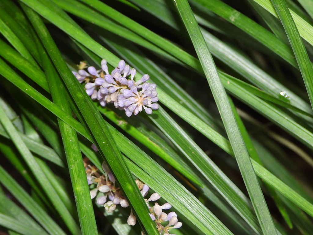 Dwarf Lily-turf from 笔架山 on October 28, 2021 at 10:26 AM by 卢江离 ...