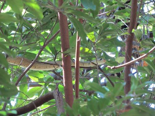 Unicolor Indigo Snake (Drymarchon melanurus subsp. unicolor)