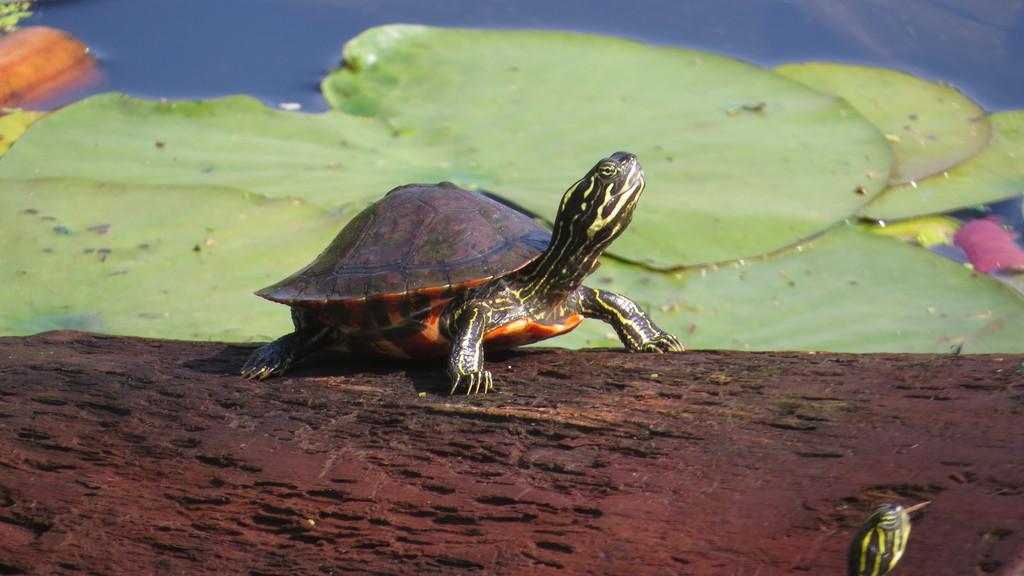 Northern Red-bellied Cooter from Greenbelt, MD, USA on June 14, 2015 at ...