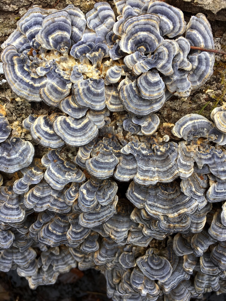 turkey-tail in April 2018 by Ian Bryson · iNaturalist