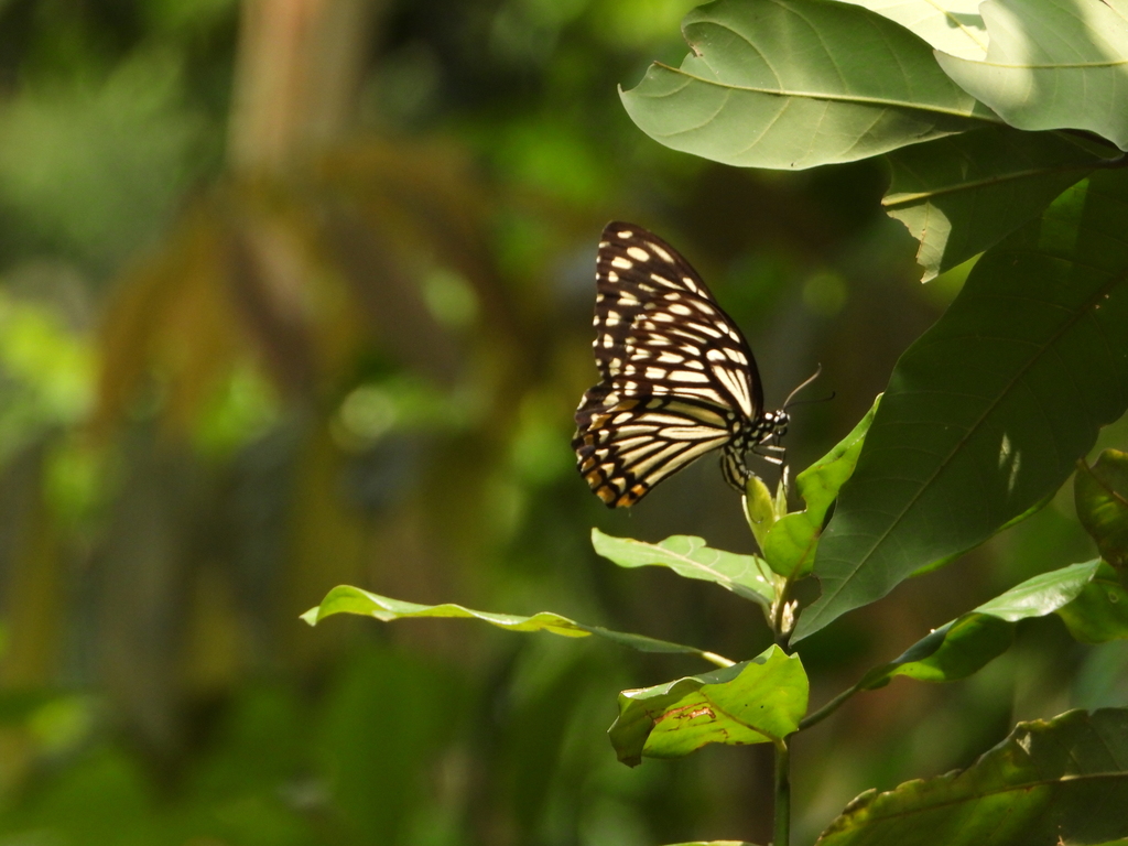 Common Mime Swallowtail from 笔架山 on September 11, 2021 at 12:38 PM by ...