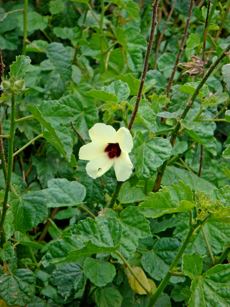 Prickly Tree Hibiscus in October 2009 by Peter de Lange. Locally common ...